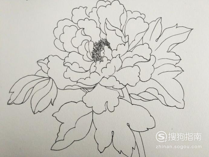 学画牡丹花,一步一步来学画牡丹花,画牡丹十招(第10页)_大山谷图库